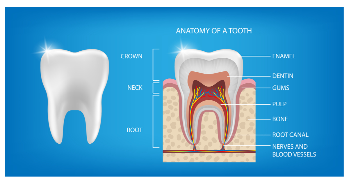 Tooth Anatomy What Are The Basic Parts Of A Tooth Bridge Creek Dental